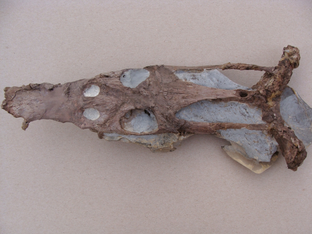 Nothosaurus Skull File:Nothosaurus Sp E Plesiosaurus Dolichodeirus.JPG